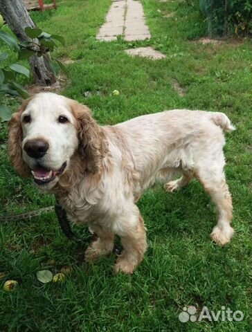 Спани ищет дом