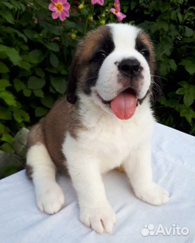 Детки-конфетки сенбернара