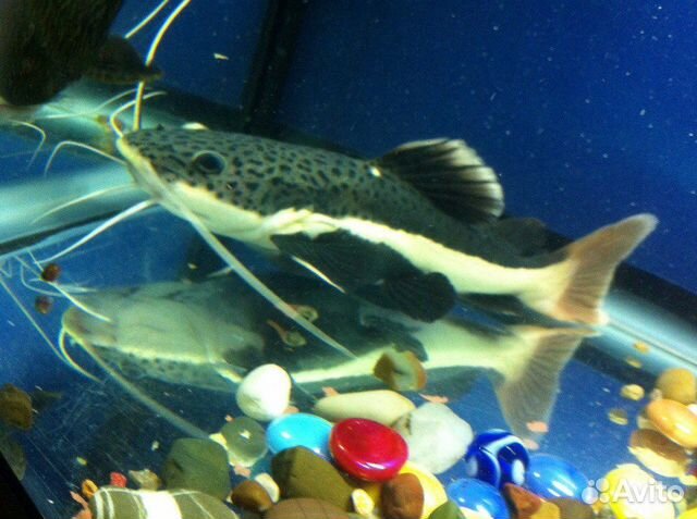 Краснохвостый сом