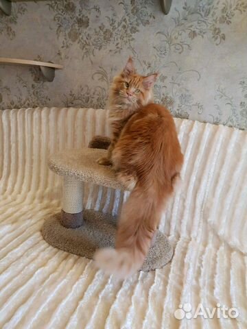 Котята порды мейн кун