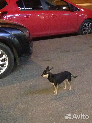 Потеряшка маленькая собачка Москва