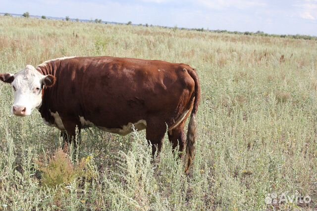 Крс на Мясо и на племя