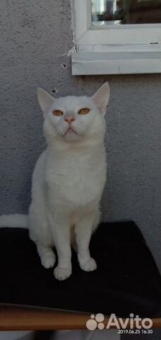 Отдам кота подростка