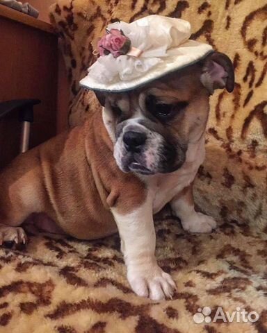 Английский бульдог