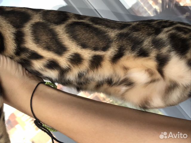 Бенгальская малышка