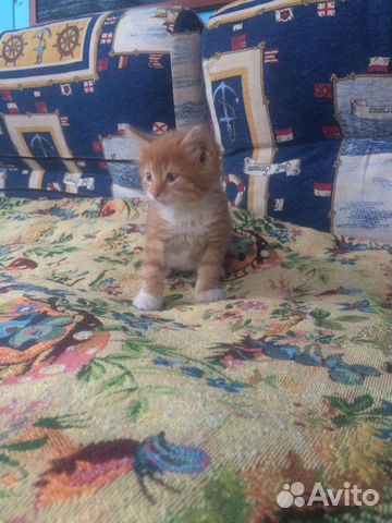 Продаётся котёнок сибирской кошки