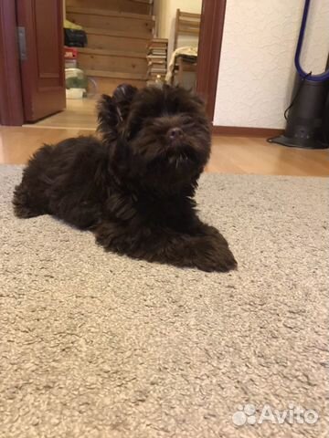 Шоколадный йоркширский терьер