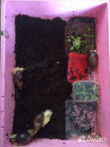 Отдам в добрые руки улиток ахатин (3) и их детей(2