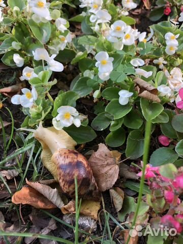 Улитки Ахатинки