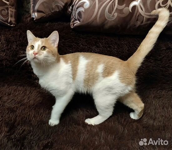 Отдам котенка в добрые ручки