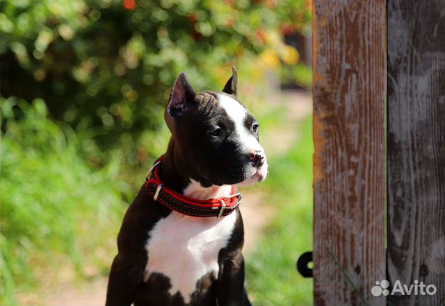 Черные мальчики - 2 месяца, амстафф