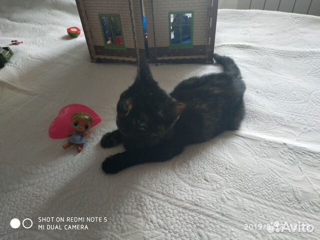 Кошечка ищет дом