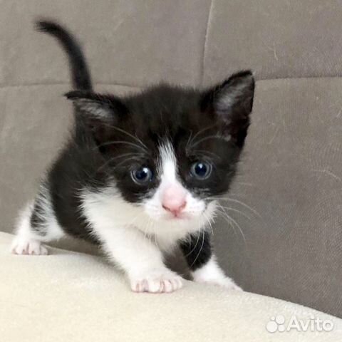 Кроха котёнок девочка ищет дом