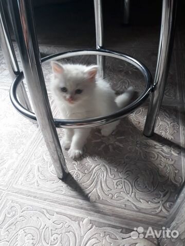 Котята белые. Возраст 1 месяц
