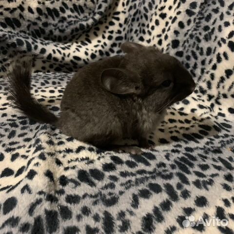 Шиншилла девочка