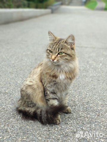 Кошечка ищет дом