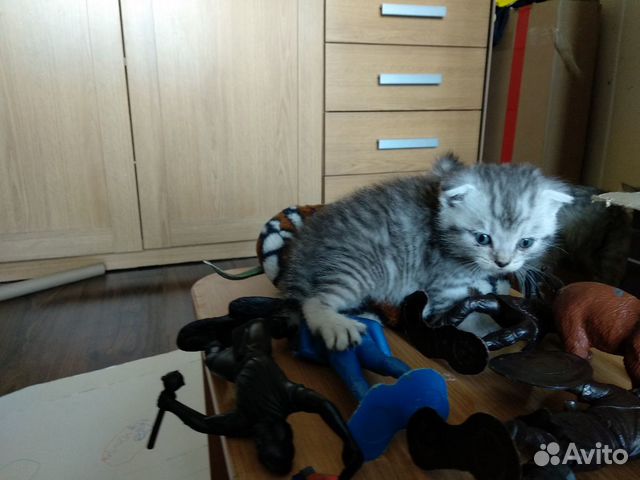 Отдам в добрые руки котят (папа вислоухий шотланде