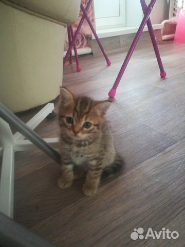 Котята ищут дом