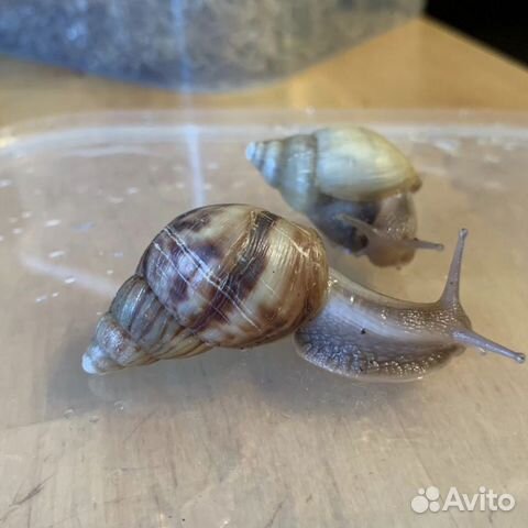 Улитка Ахатина