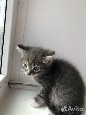 Отдам даром котят