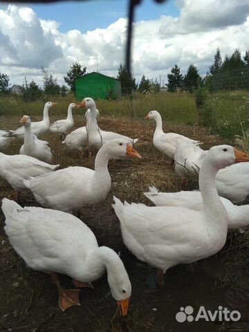 Продам гусей