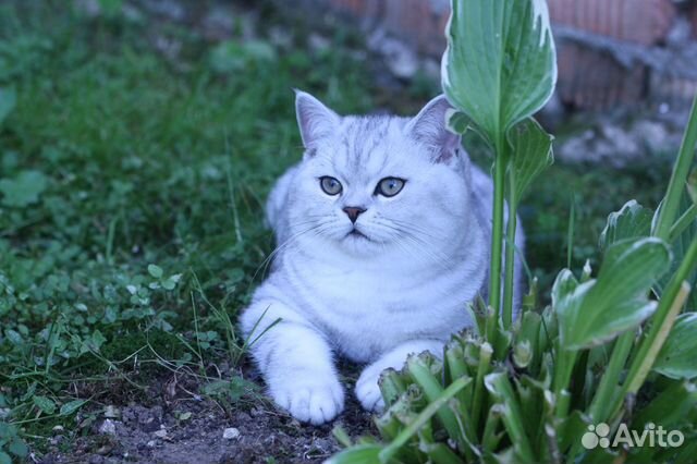 Шикарный котик