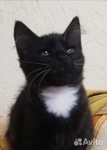 Ласковый котёнок метис Абиссинца