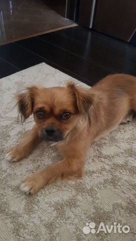 Пекинес или близкая помесь