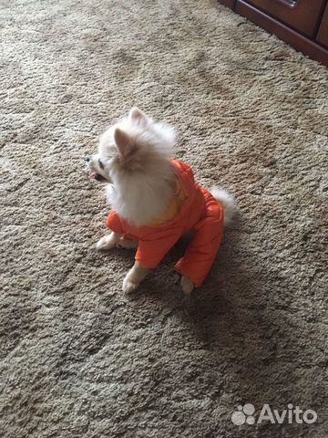 Зимний комбинезон на маленькую собачку