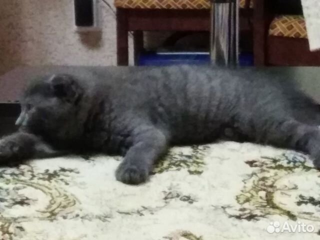 Котенок британец 2.5 месяца