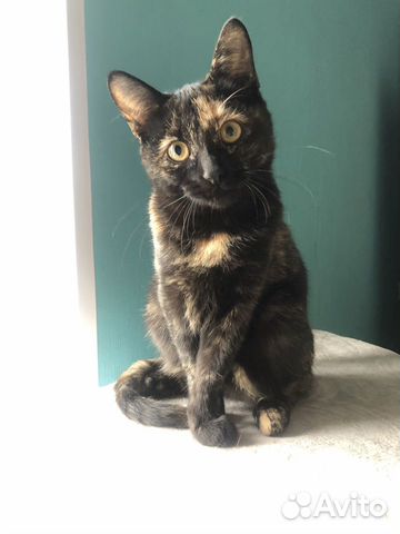 Очаровательные сестренки