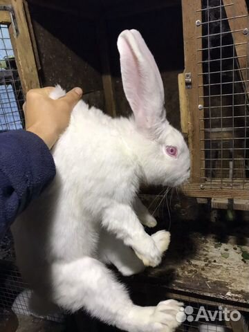 Самец белый великан