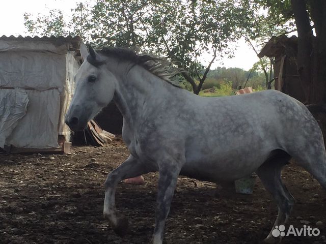 Орловская рысачка