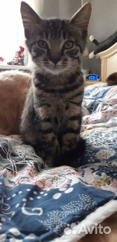 Отдам прекрасного, милого, ласкового котенка