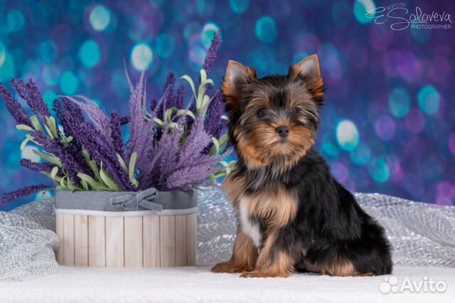 Породный мальчик - йоркширский терьер