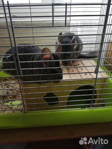 Шиншиллы 2 девочки