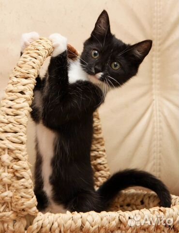 Тихая и нежная Фимочка 5-6 мес ищет свой дом