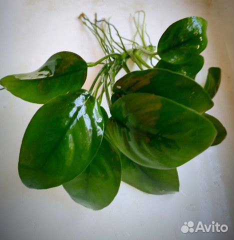Куст анубиаса