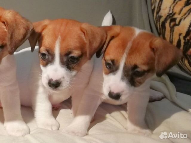 Шикарные девочки Джек Рассел терьер