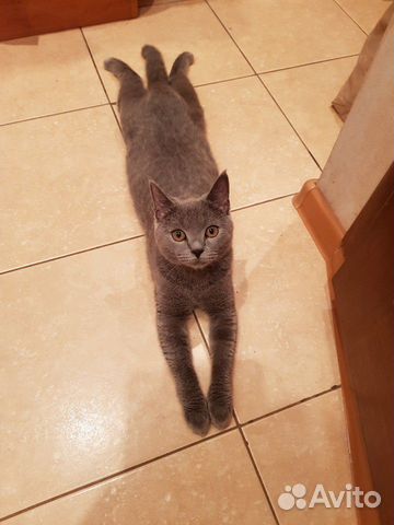 Британская кошка