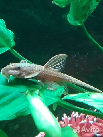 Рыбеи аквариумные