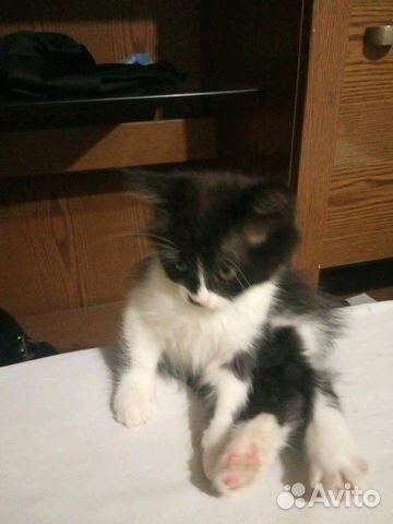 Отдам в хорошие руки котята приучены к лотку