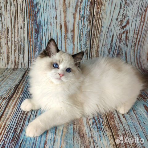 Рэгдолл шоу класс в разведение