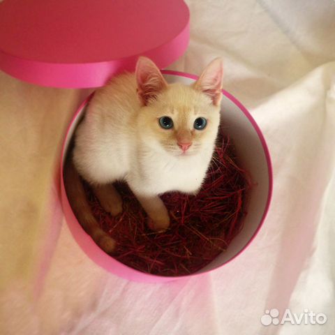 Котёнок Тайский Крем-пойнт