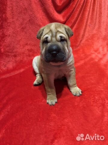 Шикарные плюшки