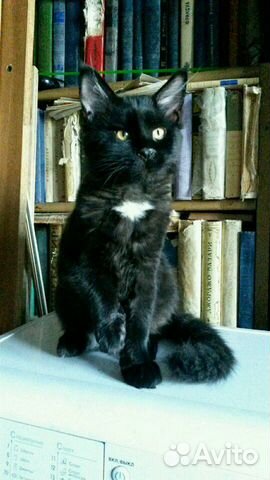 Котята мейн-кун