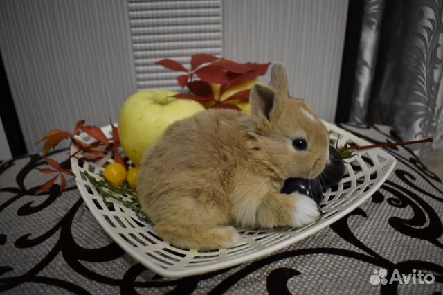 Карликовая малышка