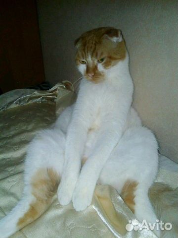 Кот