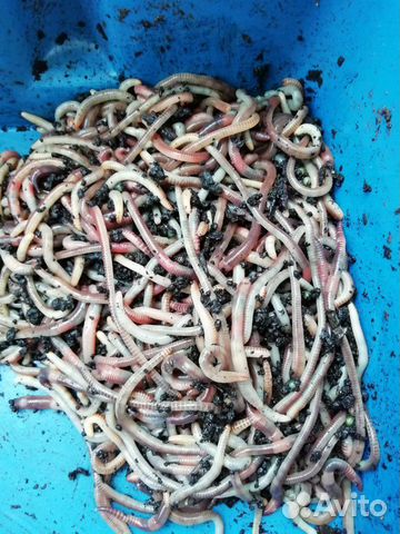 Дендробена венета