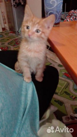 Рыжий котенок